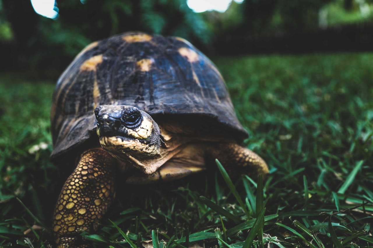 Ferocious Turtle - Shyann Anderson